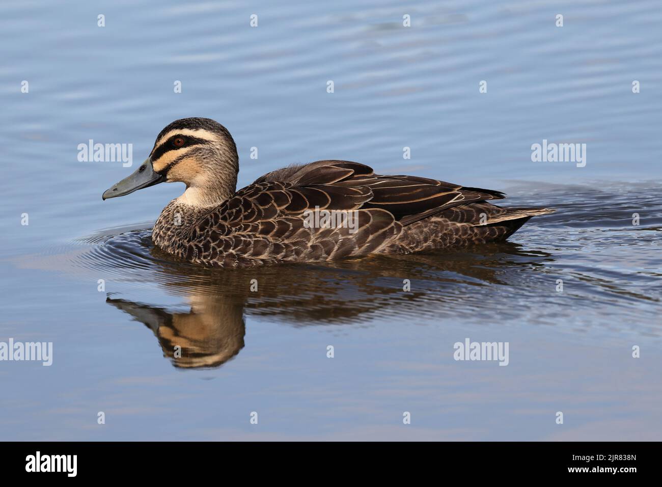 Australian Pacific Black Duck with reflection on pond Stock Photo - Alamy