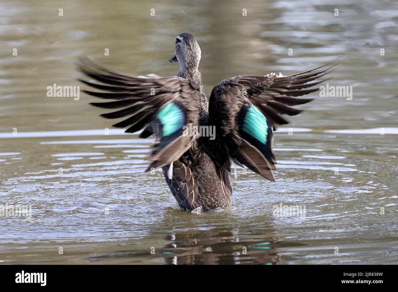 Australian Pacific Black Duck stretching wings Stock Photo - Alamy