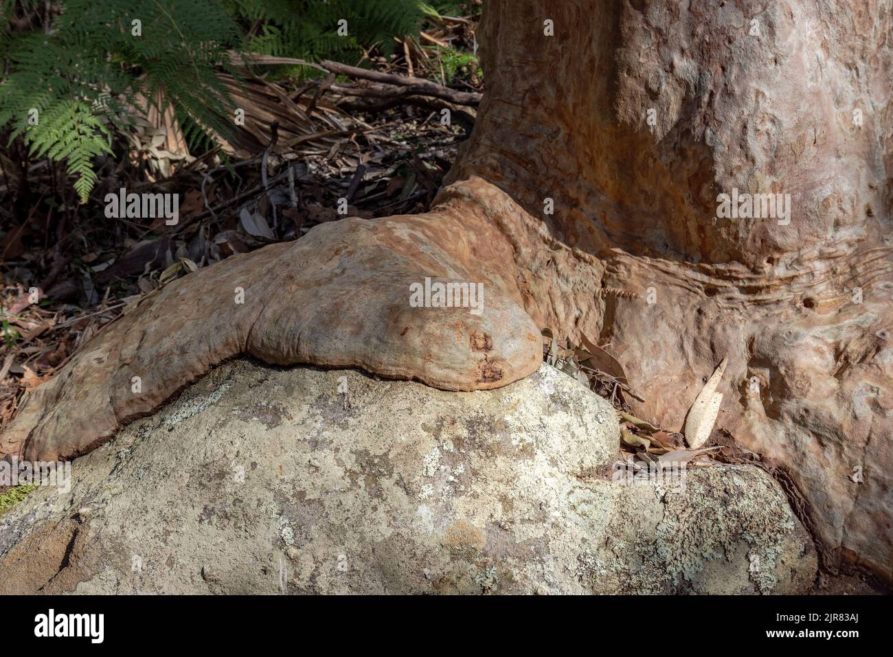 Sydney red gum tree hi-res stock photography and images - Alamy