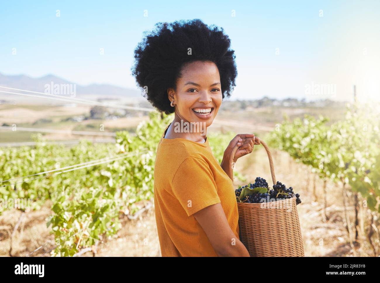 Woman picking grapes in vineyard, wine farm and sustainability fruit ...