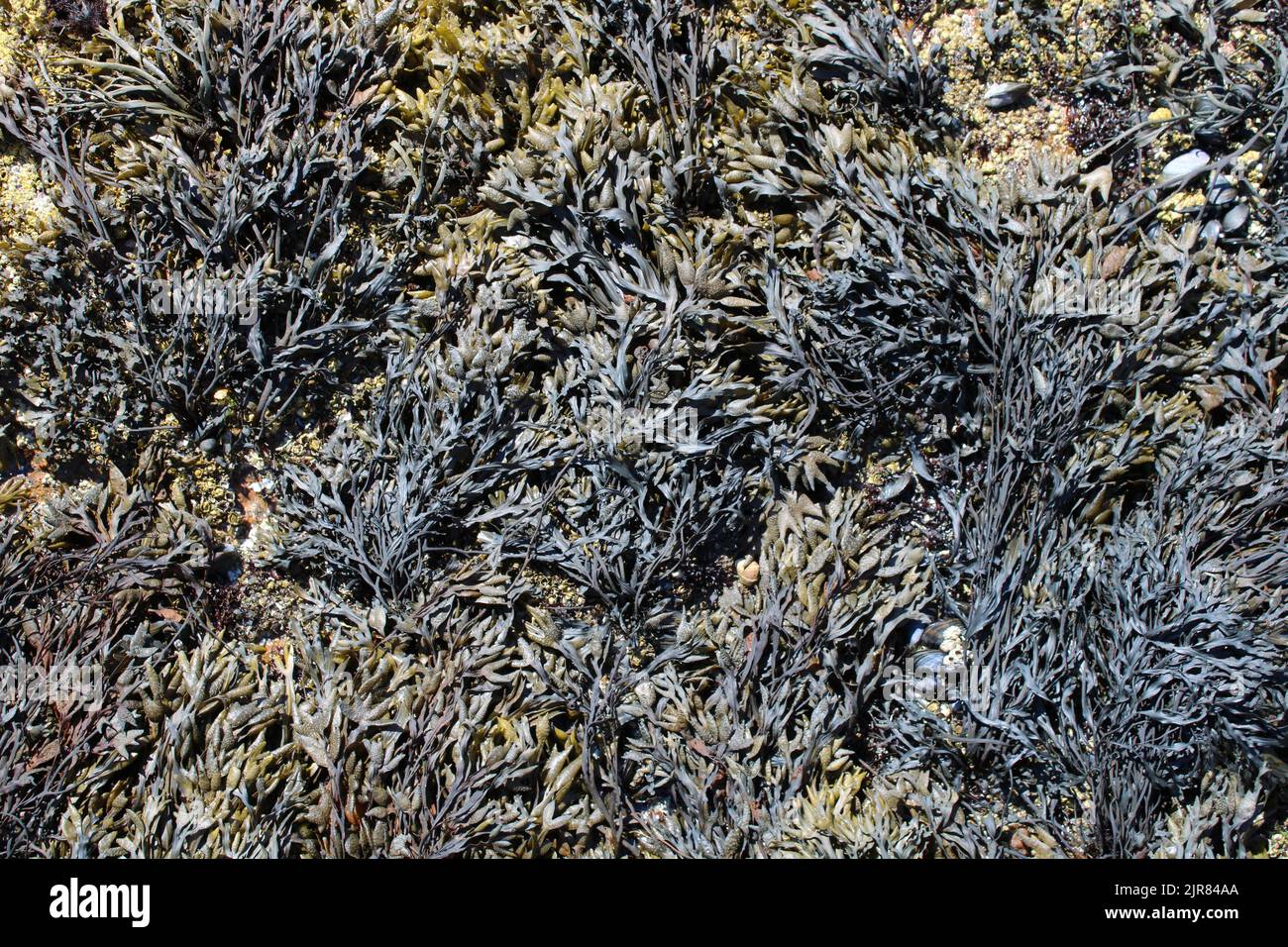 Brown Seaweed Exposed on Coastal Maine Rocks Stock Photo - Alamy