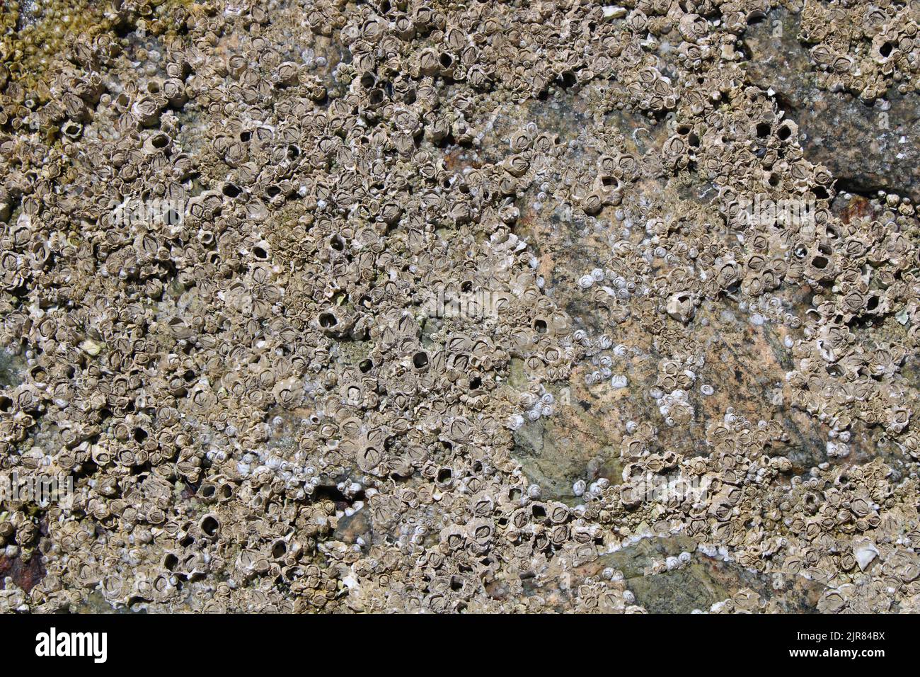 Acorn barnacles on rock hi-res stock photography and images - Alamy