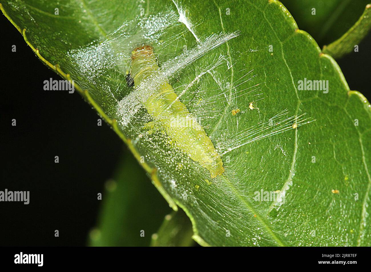 Kawakawa looper caterpillar spinning cocoon Stock Photo - Alamy