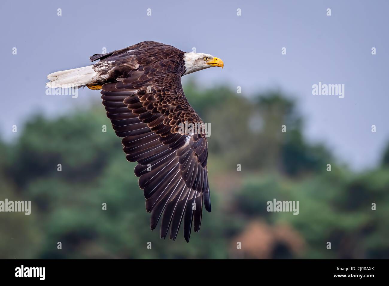 A Bald Eagle captured in midflight flying low over the ground Stock ...
