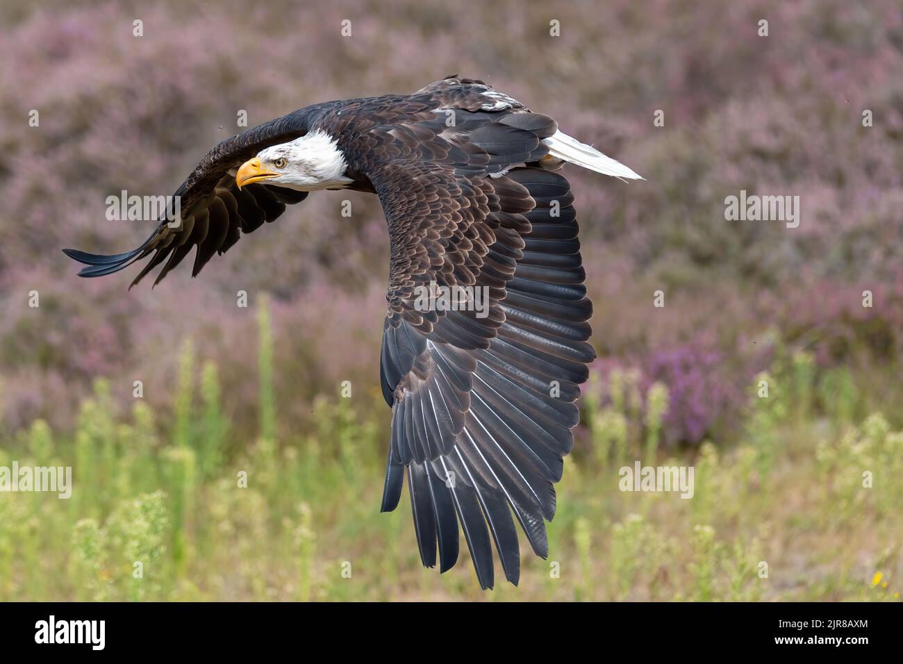 A Bald Eagle captured in midflight flying low over the ground Stock ...