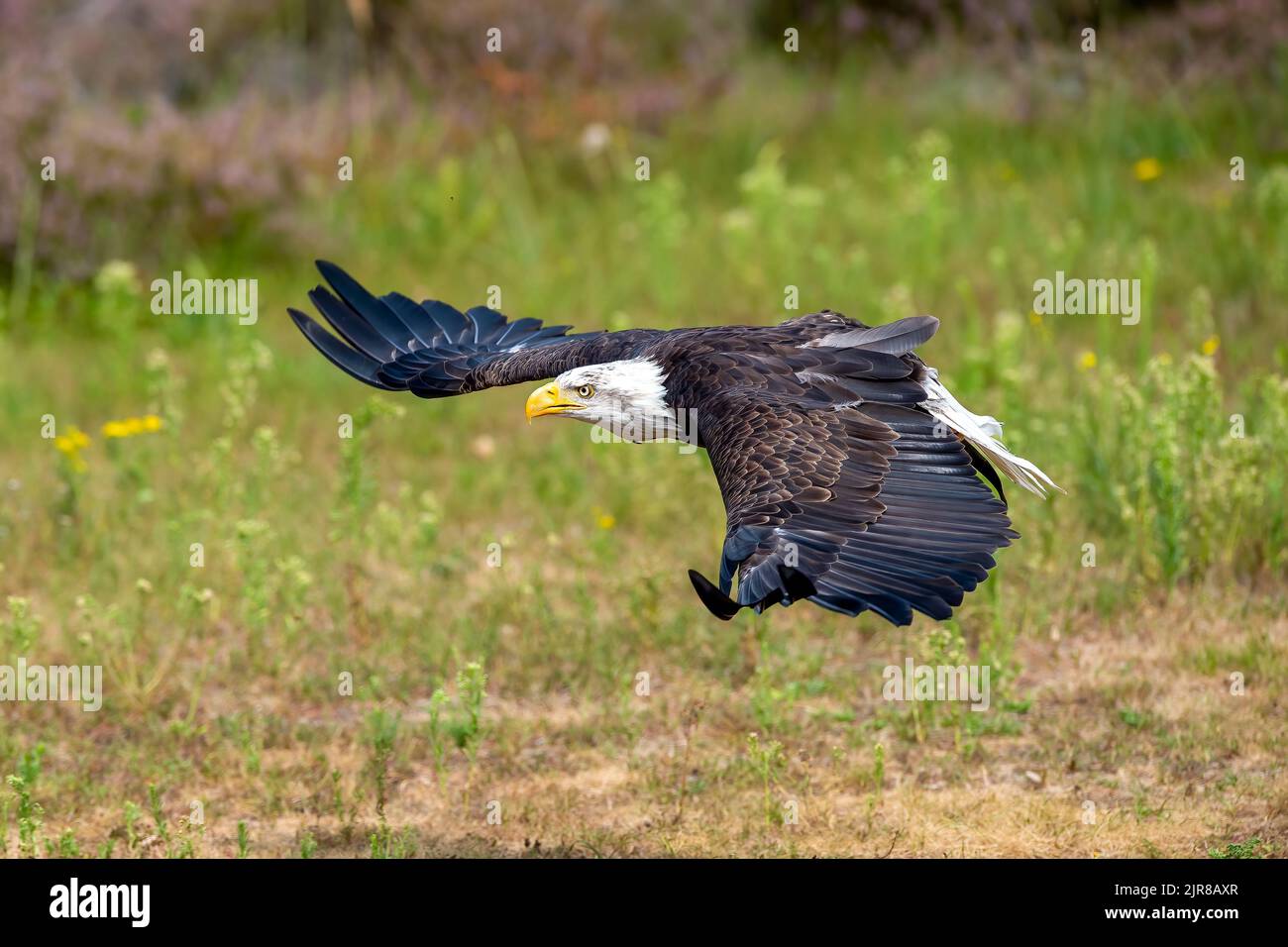 A Bald Eagle captured in midflight flying low over the ground Stock ...