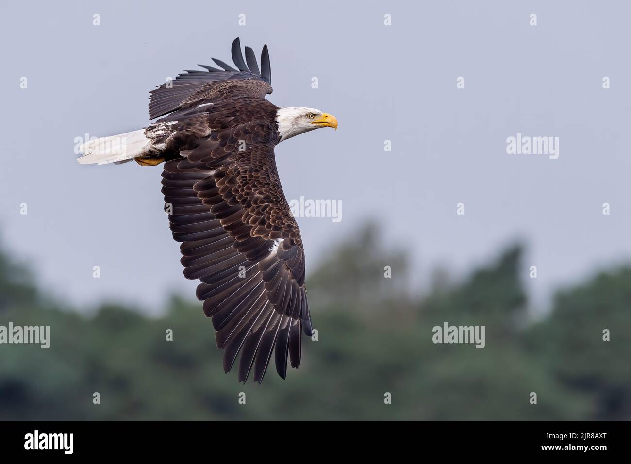 A Bald Eagle captured in midflight flying low over the ground Stock ...