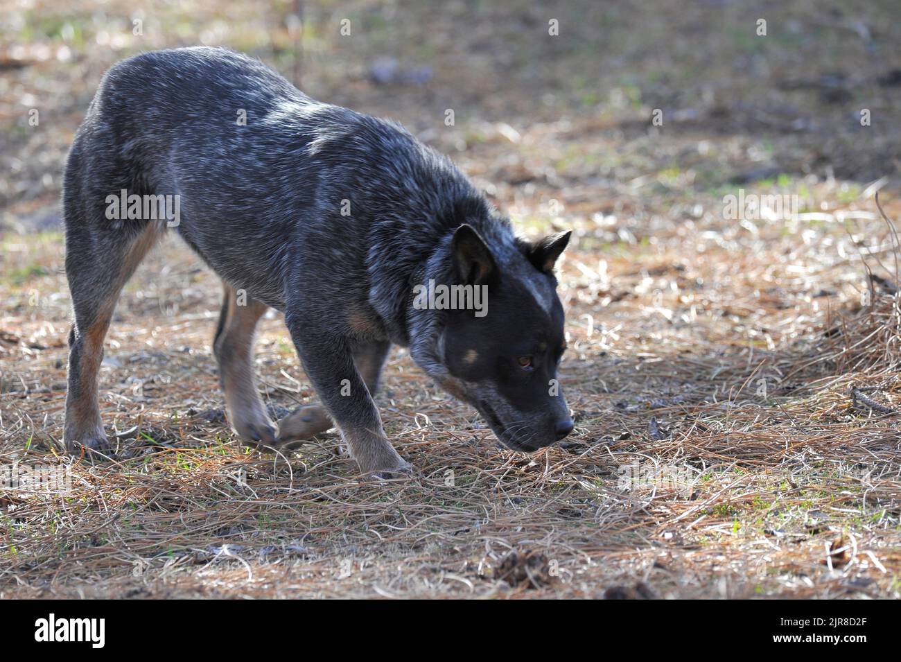 australian stumpy tailed cattle dog on a farm in emmaville in northern ...
