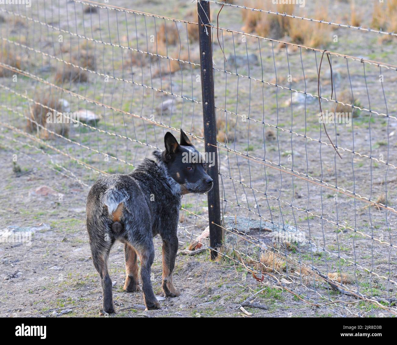 Stumpy tailed heeler hi-res stock photography and images - Alamy