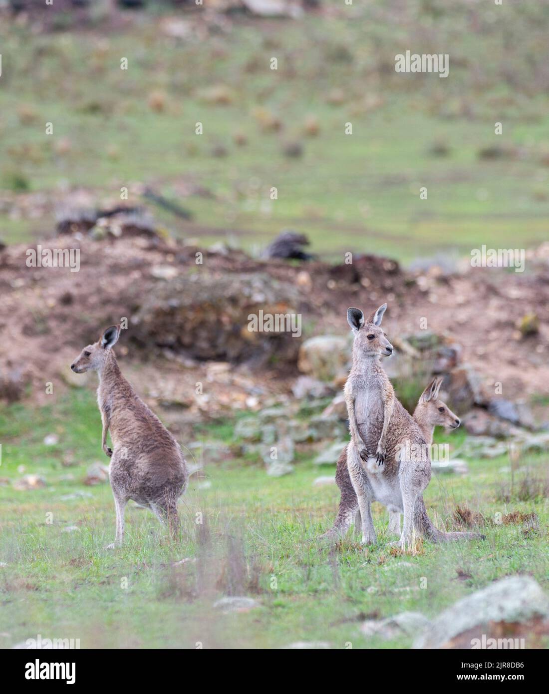 Indigenous australian animals hi-res stock photography and images - Alamy
