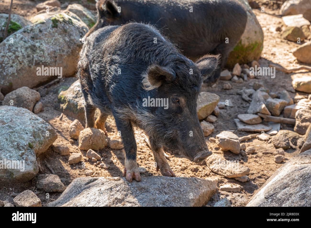 Feral Pigs at Green Valley Farm, tingha, new south wales, australia ...