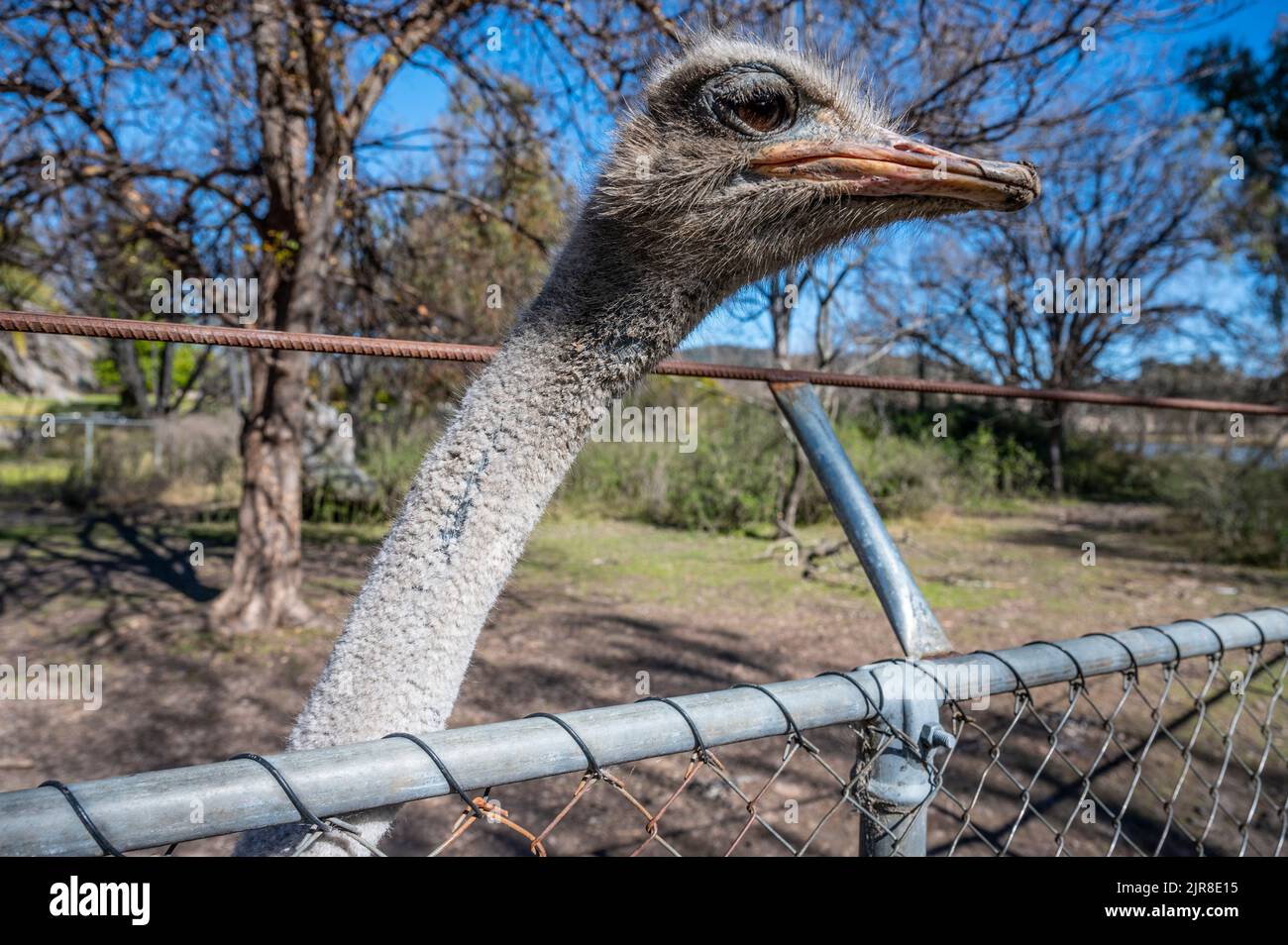 Ostrich at Green Valley Farm, tingha, new south wales, australia Stock ...