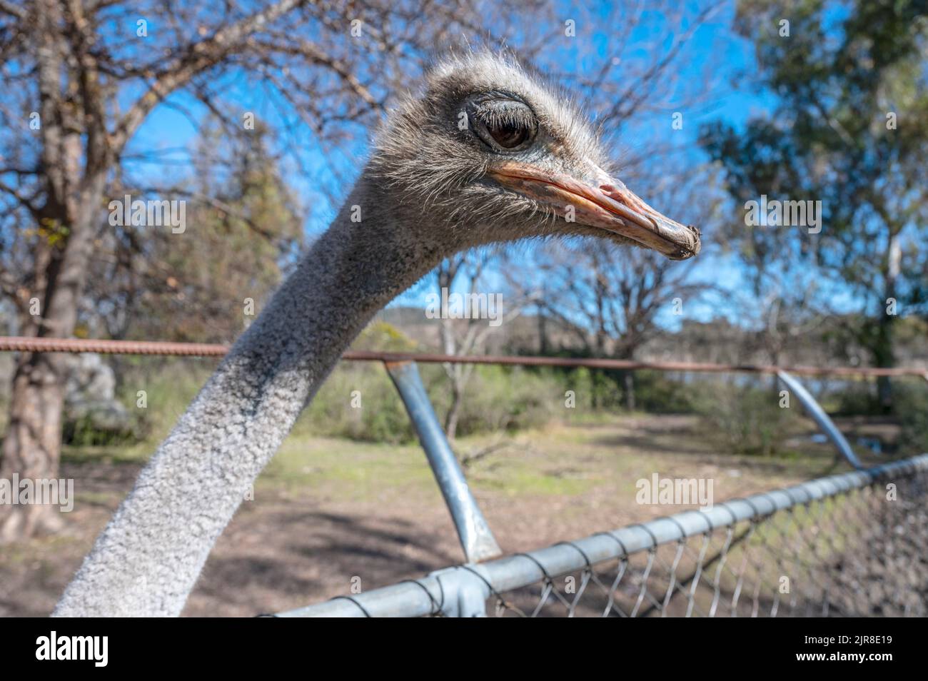 Ostrich at Green Valley Farm, tingha, new south wales, australia Stock ...