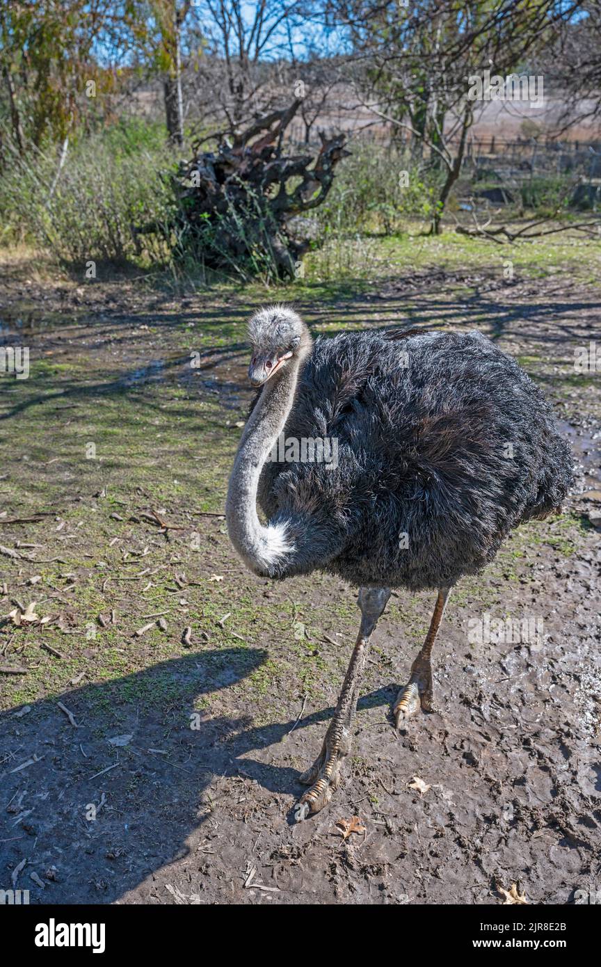 Tingha new south wales hi-res stock photography and images - Alamy