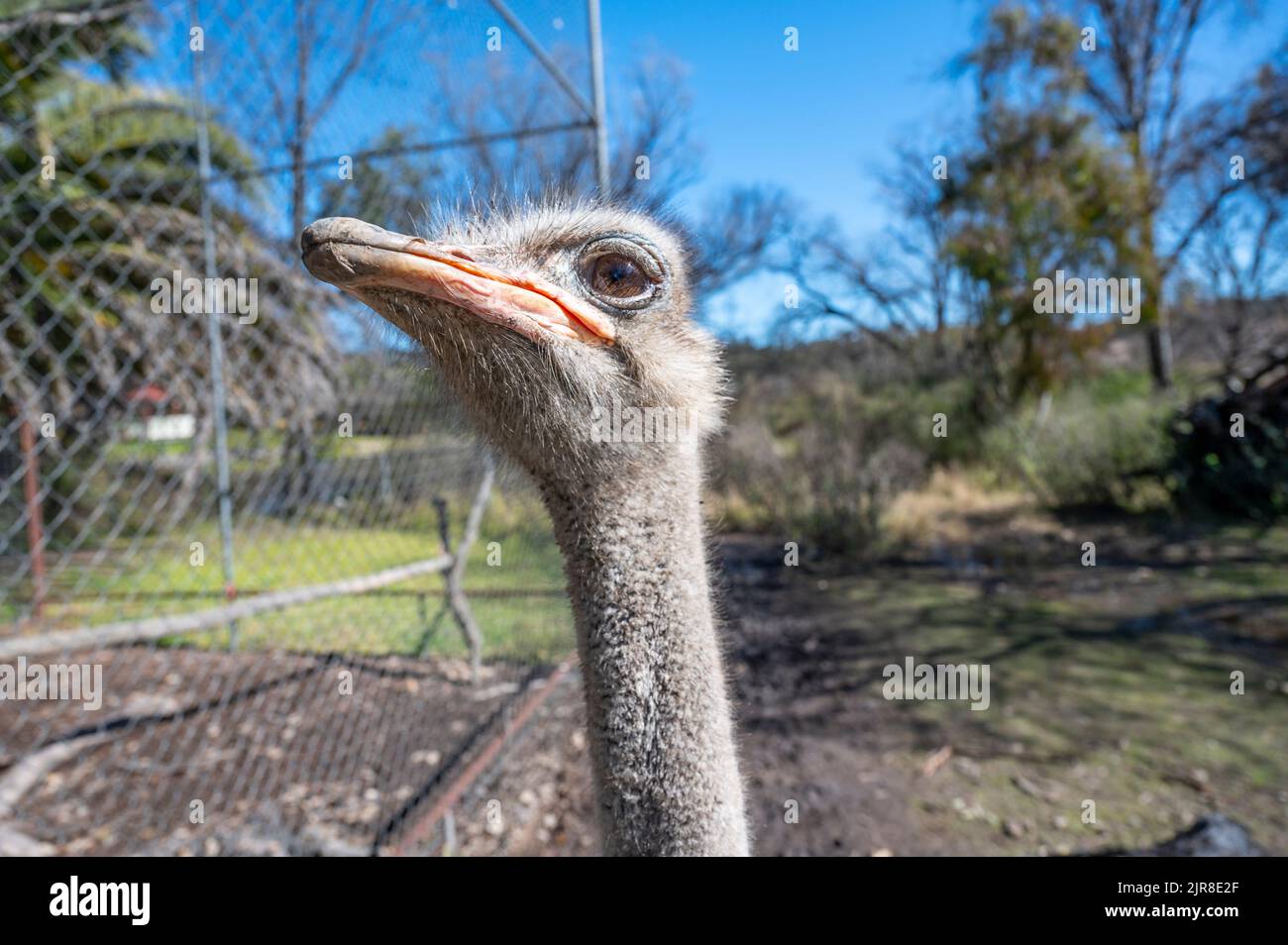 Ostrich at Green Valley Farm, tingha, new south wales, australia Stock ...