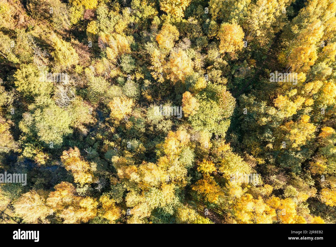 Colorful forest yellow canopies hi-res stock photography and images - Alamy