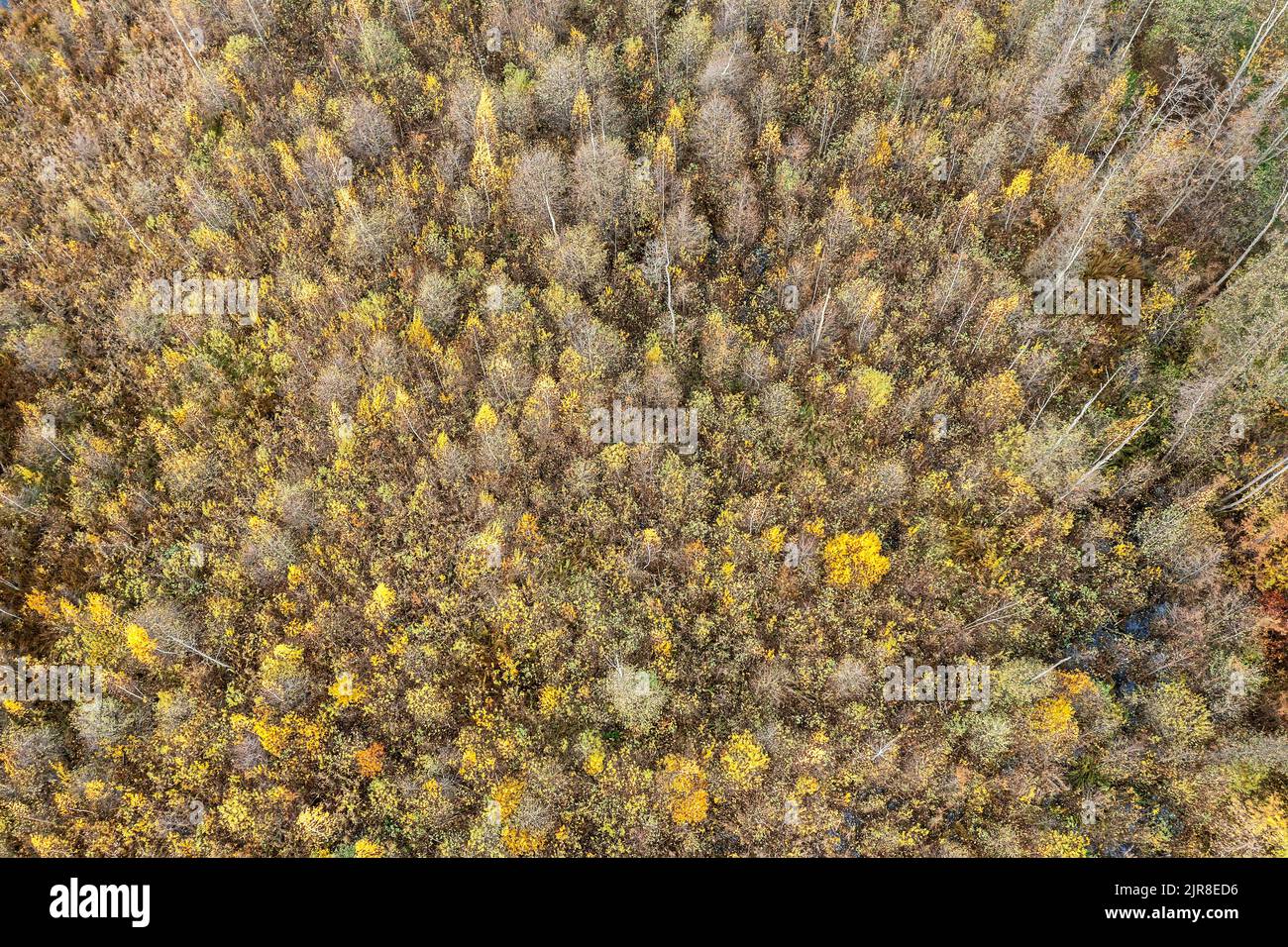 autumn forest landscape, view from above. colorful nature background ...
