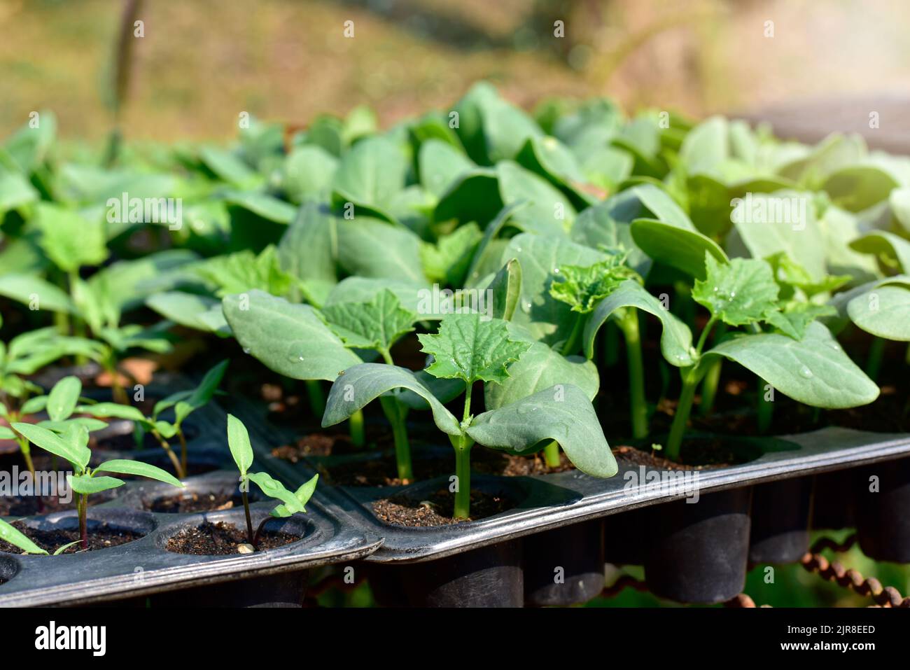 Vegetable seedling in pots on garden bed. Tomato and pepper to land ...