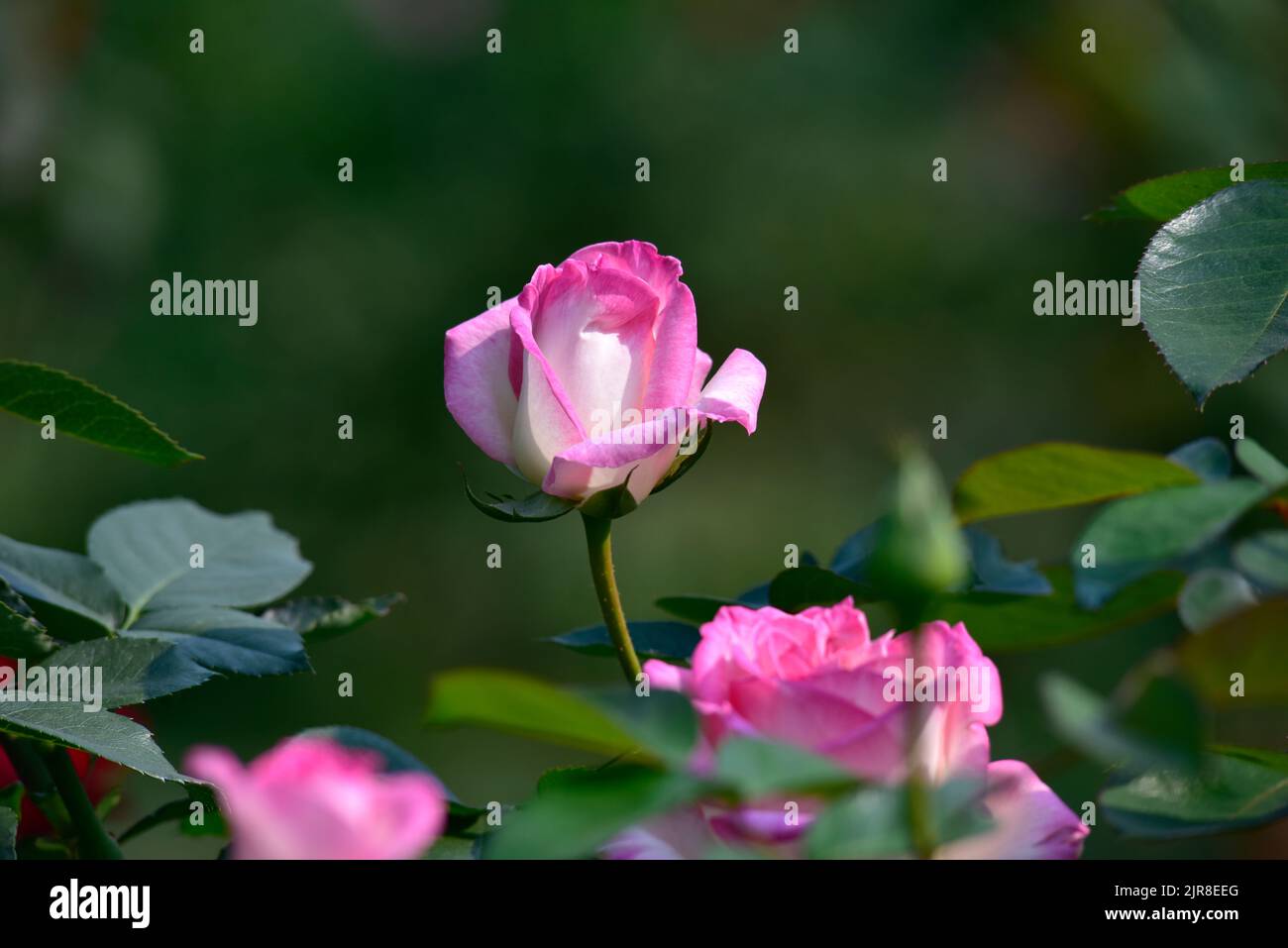 beautiful blooming pink rose garden. Roses are grown for sale. Business ...