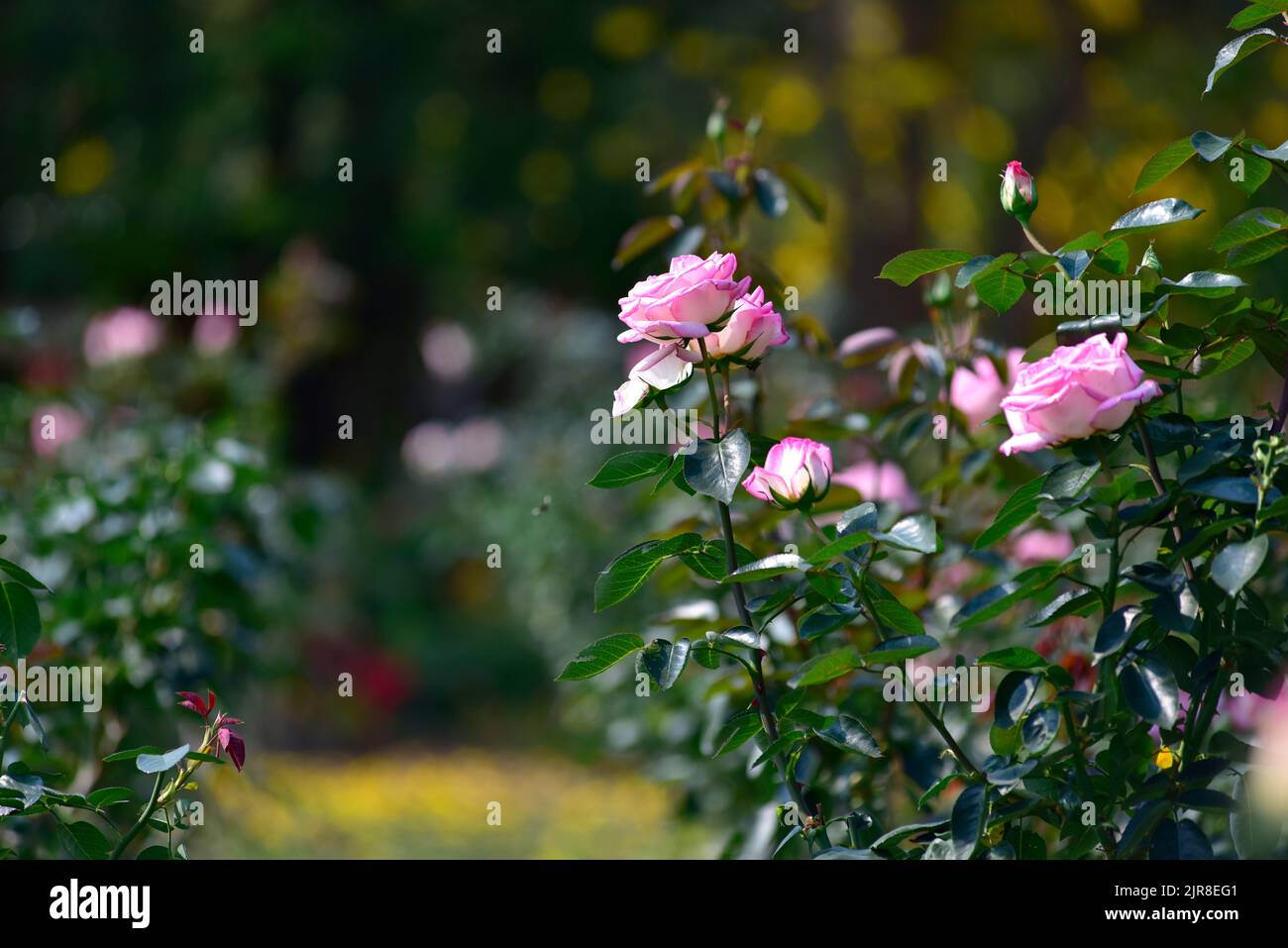 beautiful blooming pink rose garden. Roses are grown for sale. Business ...