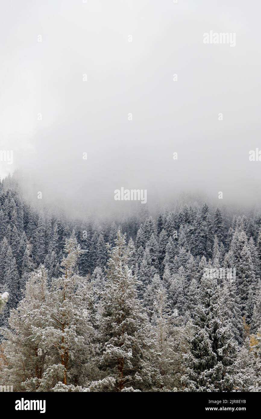 Scenic foggy mountain deep forest with snowy fir trees. Vertical copy ...