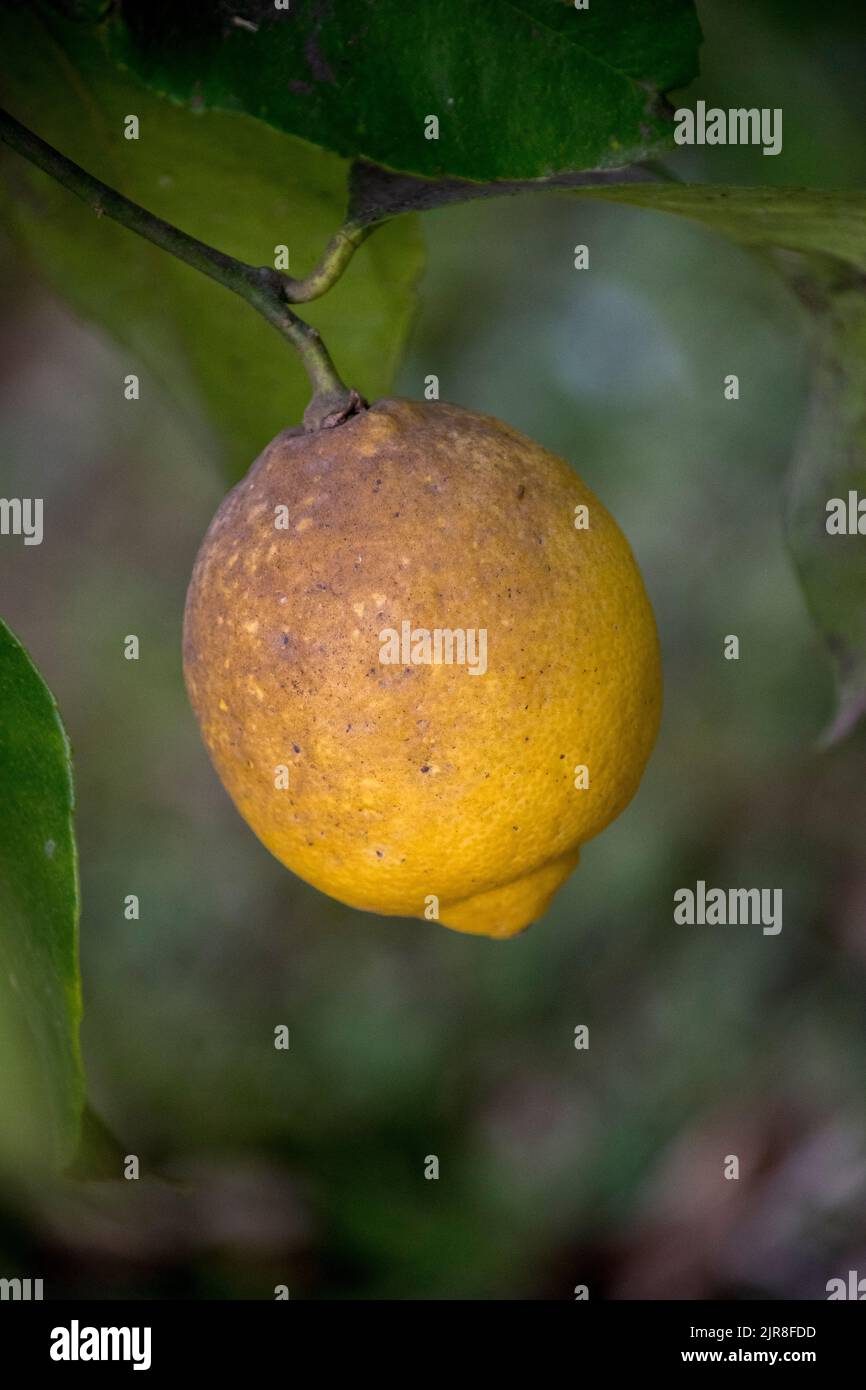 Lemmon leaf hi-res stock photography and images - Alamy