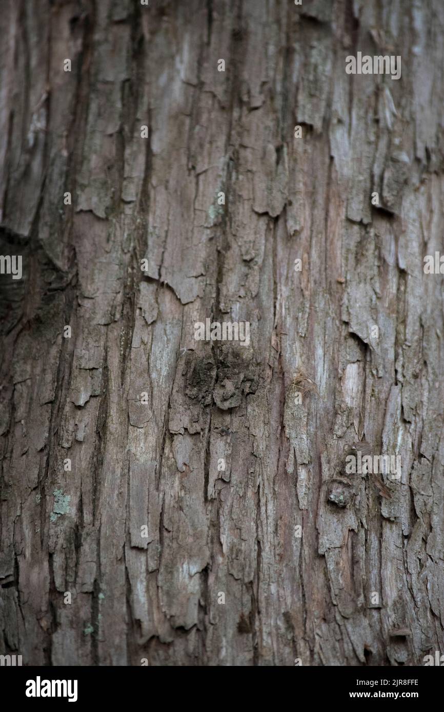 Dry tree texture hi-res stock photography and images - Alamy