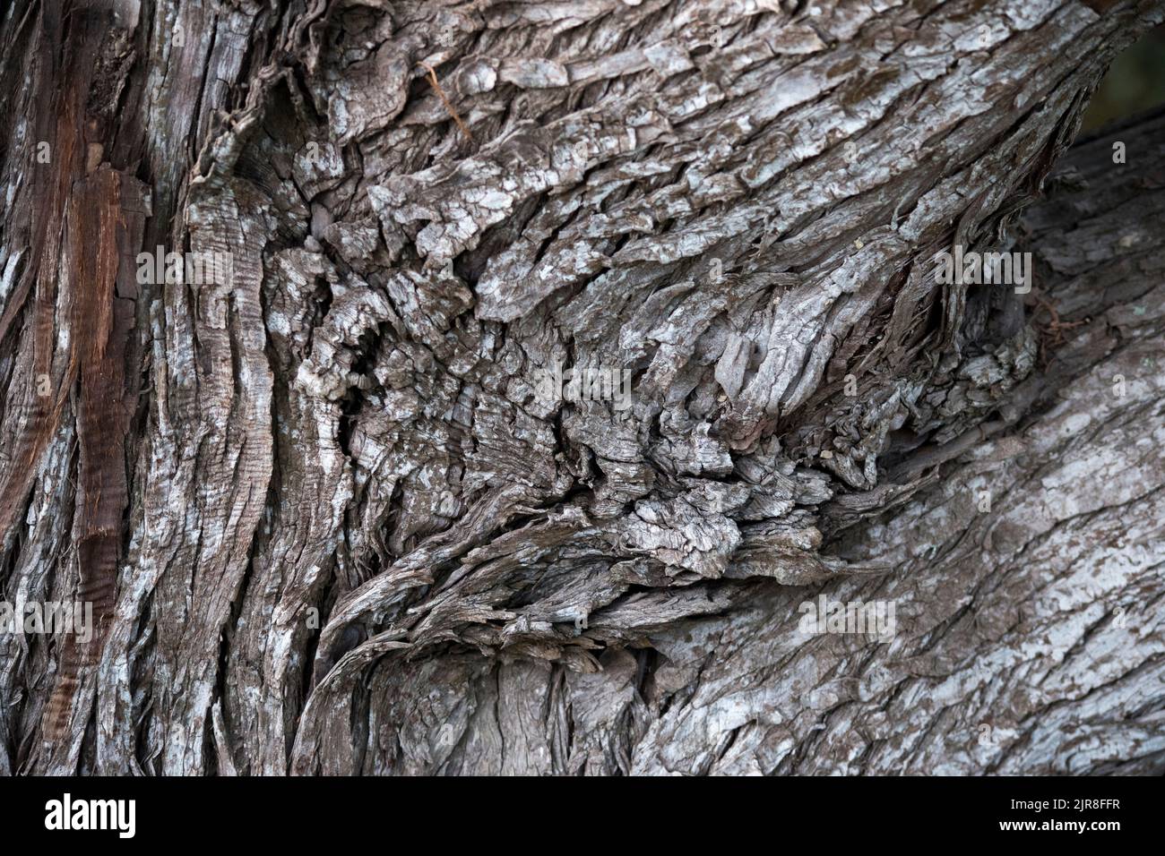 Dry tree texture hi-res stock photography and images - Alamy