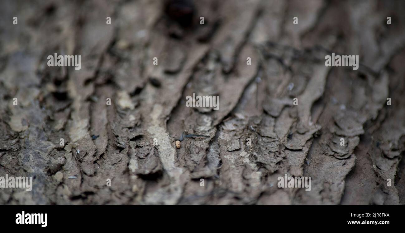 Dry tree texture hi-res stock photography and images - Alamy