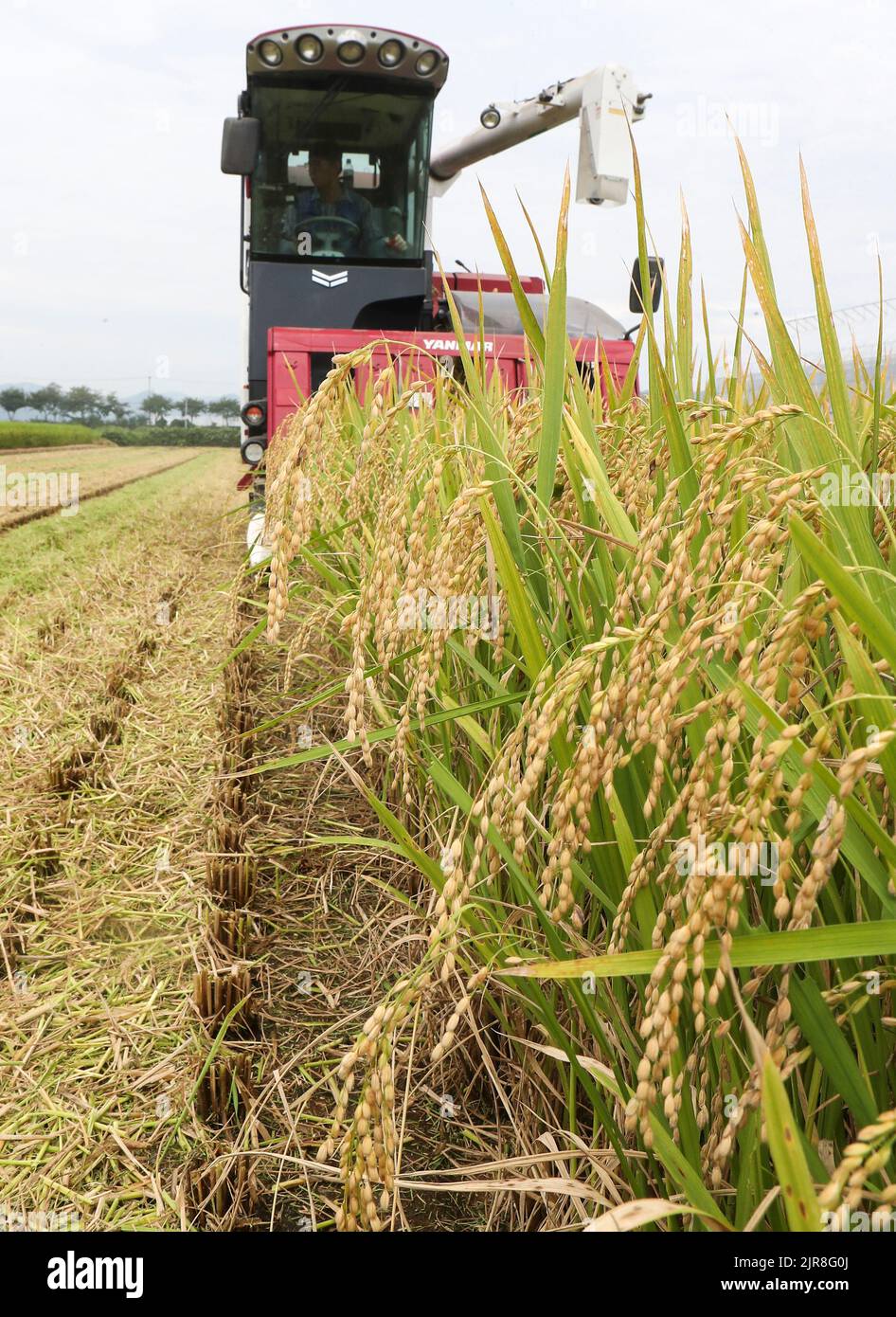 23rd Aug, 2022. Rice harvesting Farmer Kim Kyung-yang uses a machine to ...