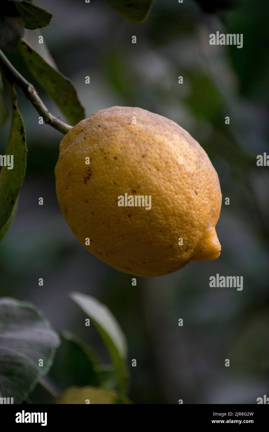 Lemmon leaf hi-res stock photography and images - Alamy