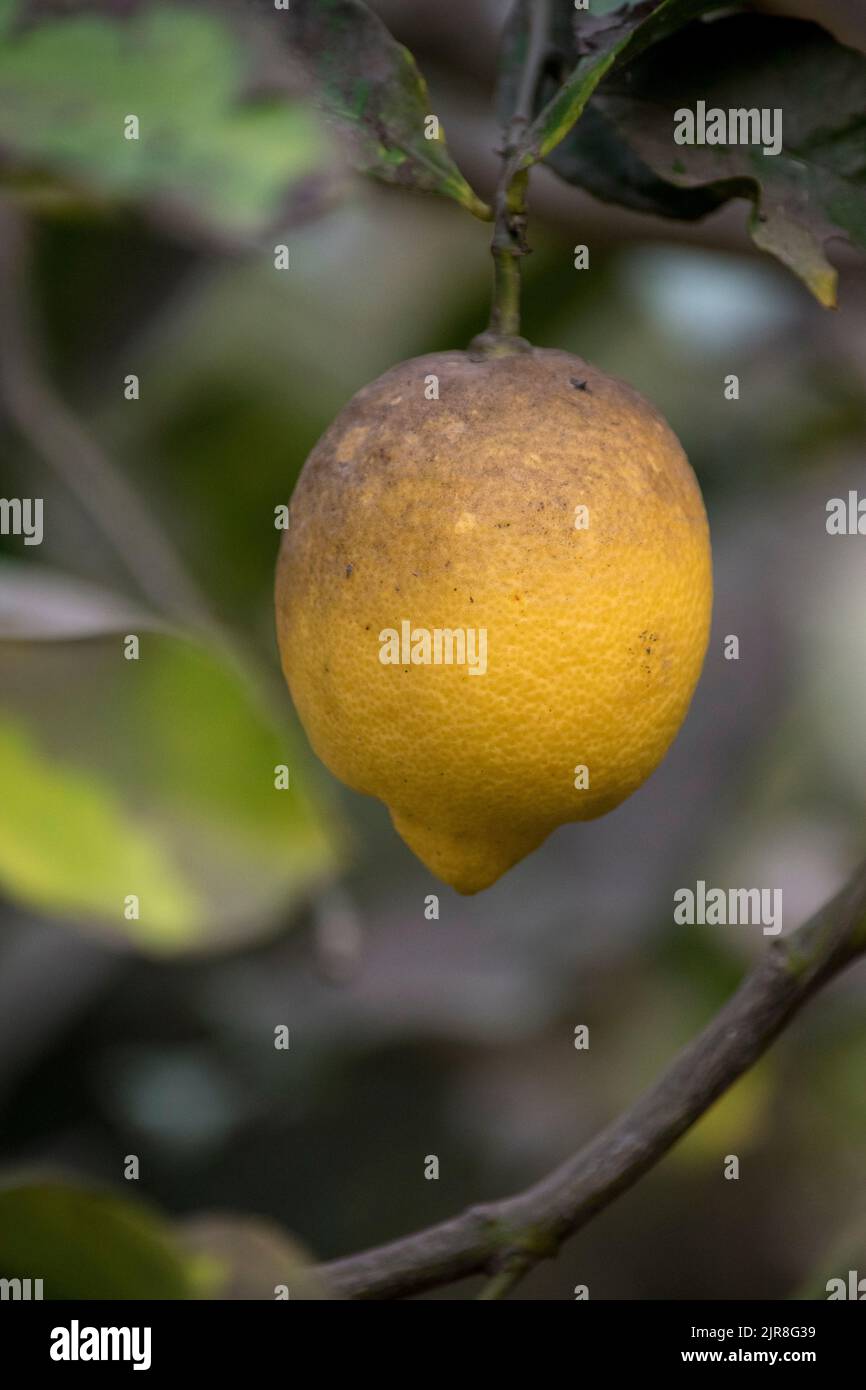 Lemmon leaf hi-res stock photography and images - Alamy