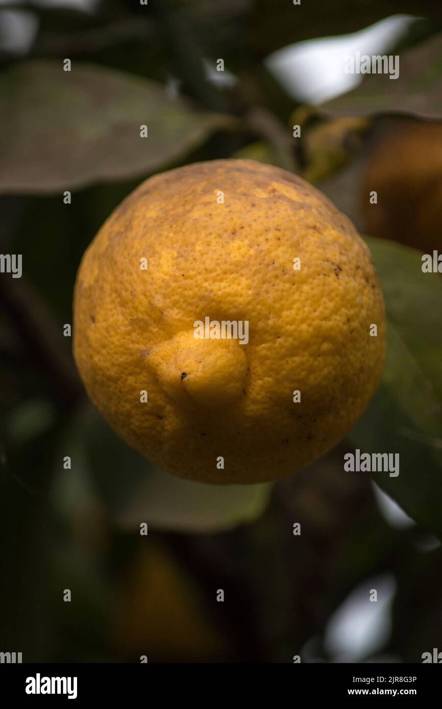 yellow lemmon on the tree Stock Photo - Alamy