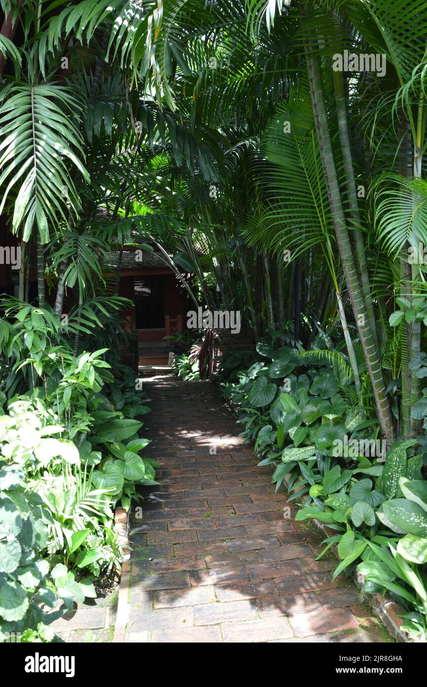 Pathway through the tropical garden Stock Photo - Alamy
