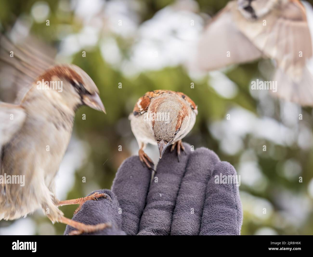 Sparrow eats seeds from a man's hand. A Sparrow bird sitting on the ...