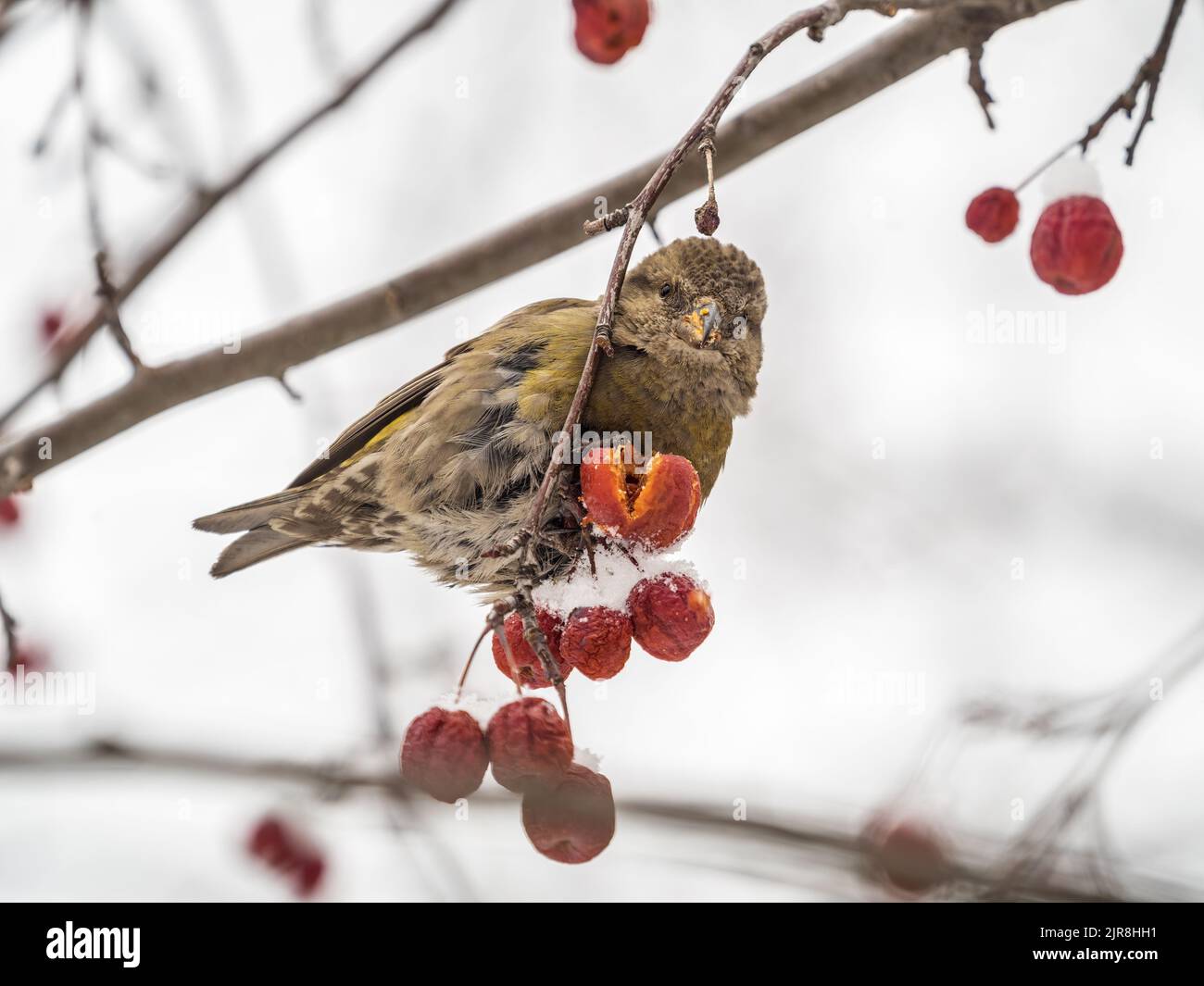 Red Crossbill female sitting on the tree branch and eats wild apple ...