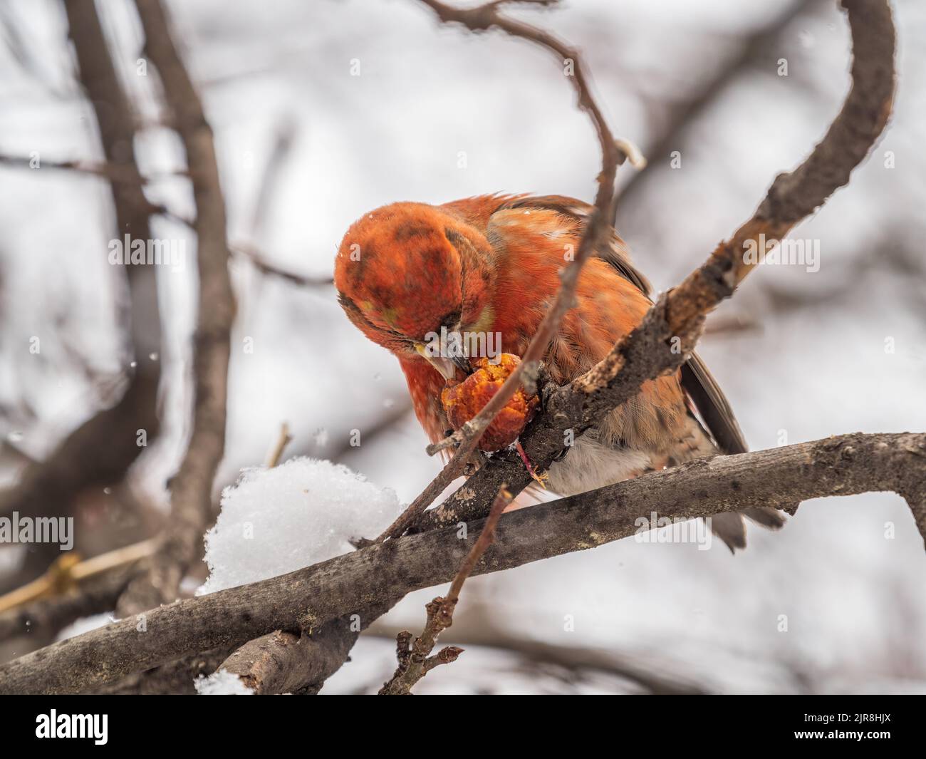 Red Crossbill male sitting on the tree branch and eats wild apple ...