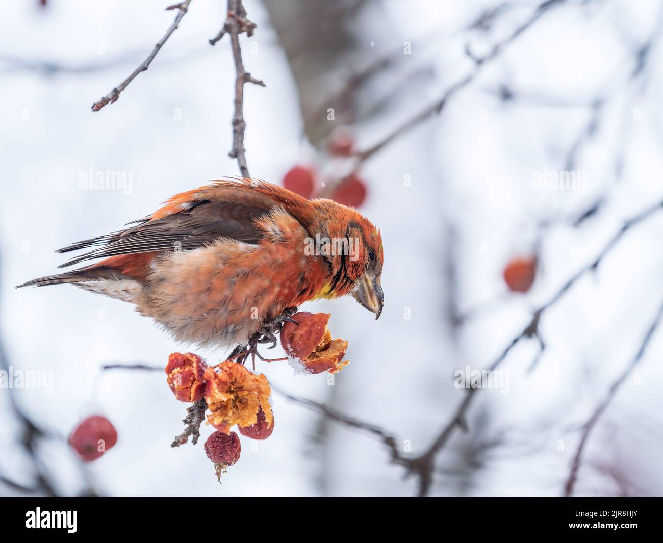 Red Crossbill male sitting on the tree branch and eats wild apple ...