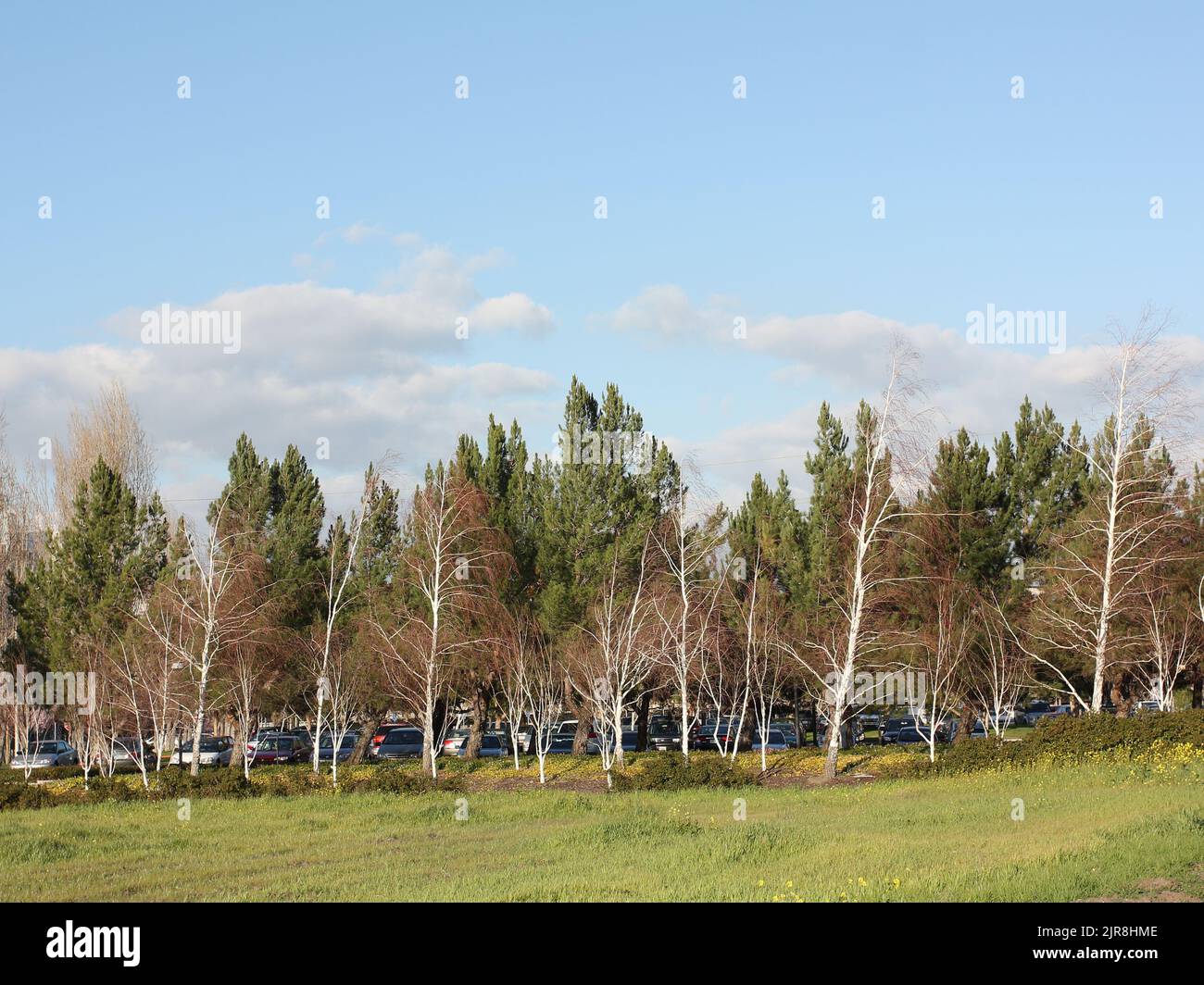 Parking lot behind trees hi-res stock photography and images - Alamy