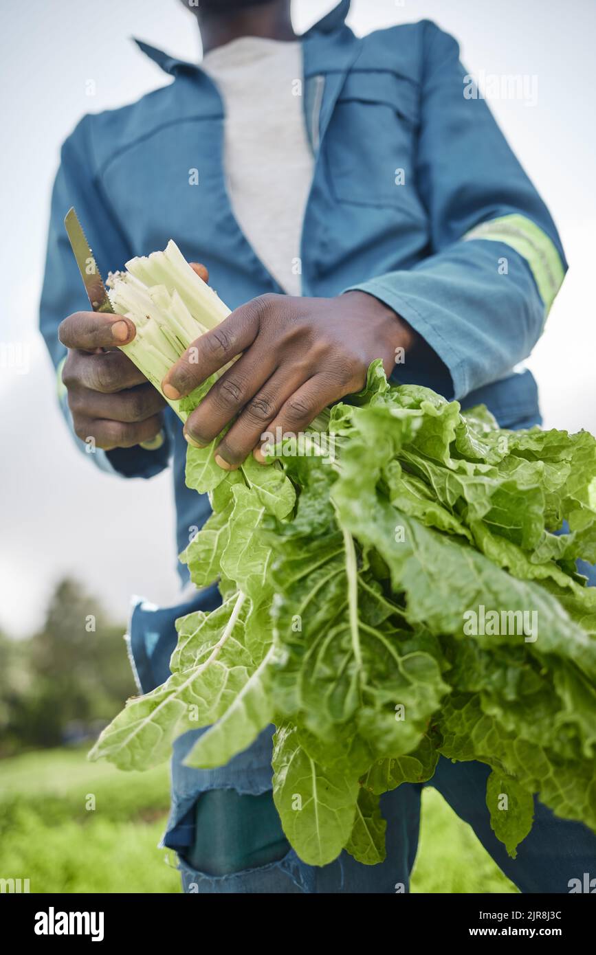 Agriculture and green leaf spinach vegetable farmer on farm or garden ...