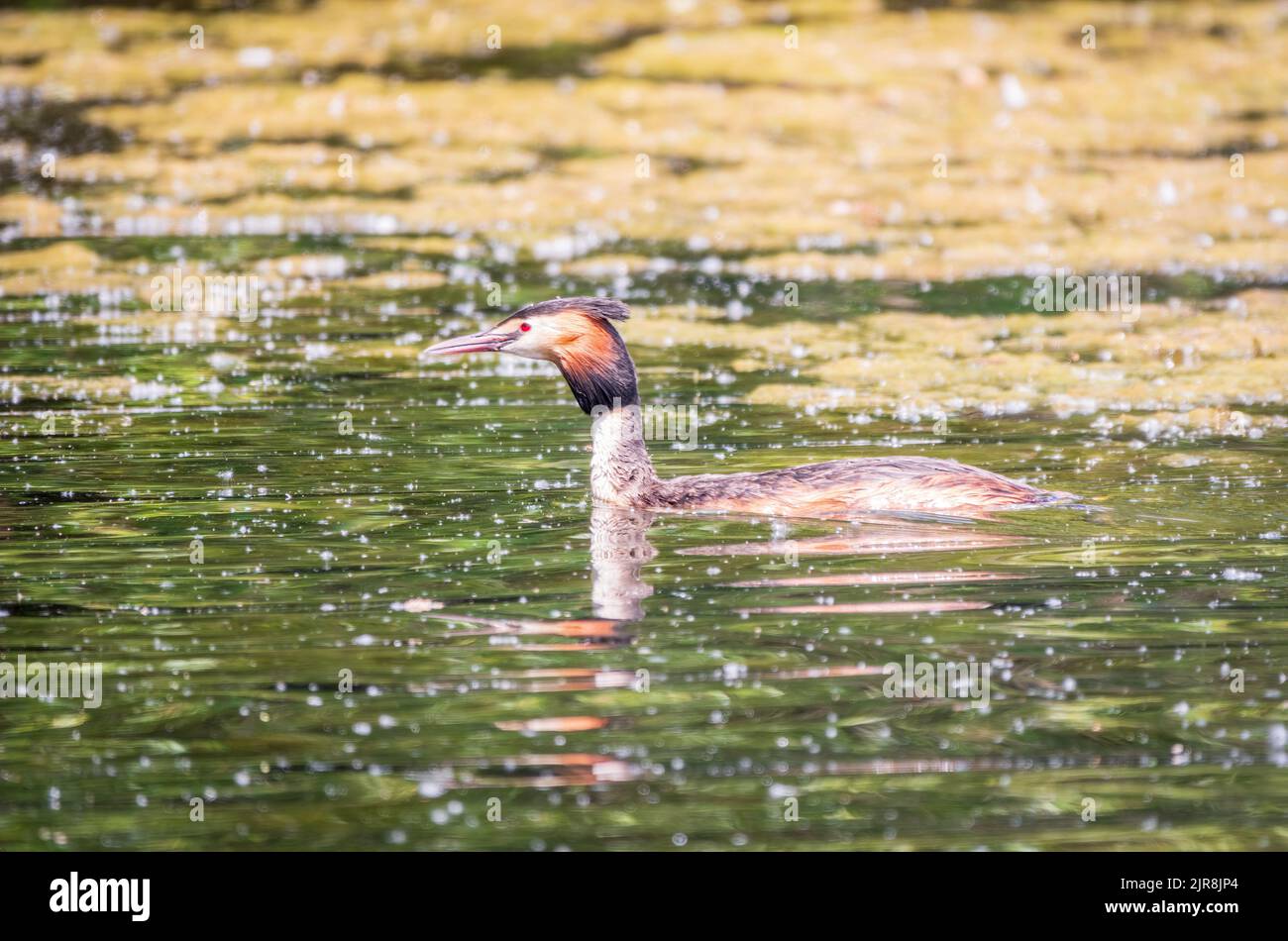The waterfowl bird Great Crested Grebe swimming in the calm lake. The ...