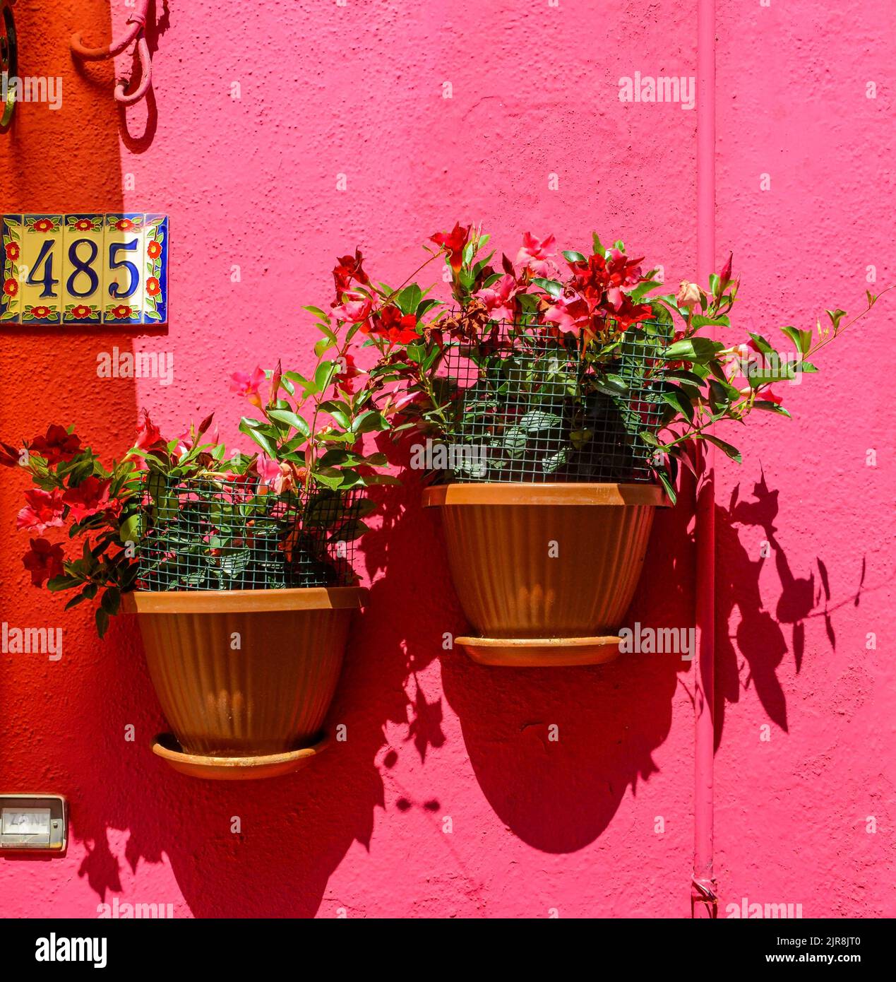 Red flower pots decorate the walls of the pink house. Colorful ...