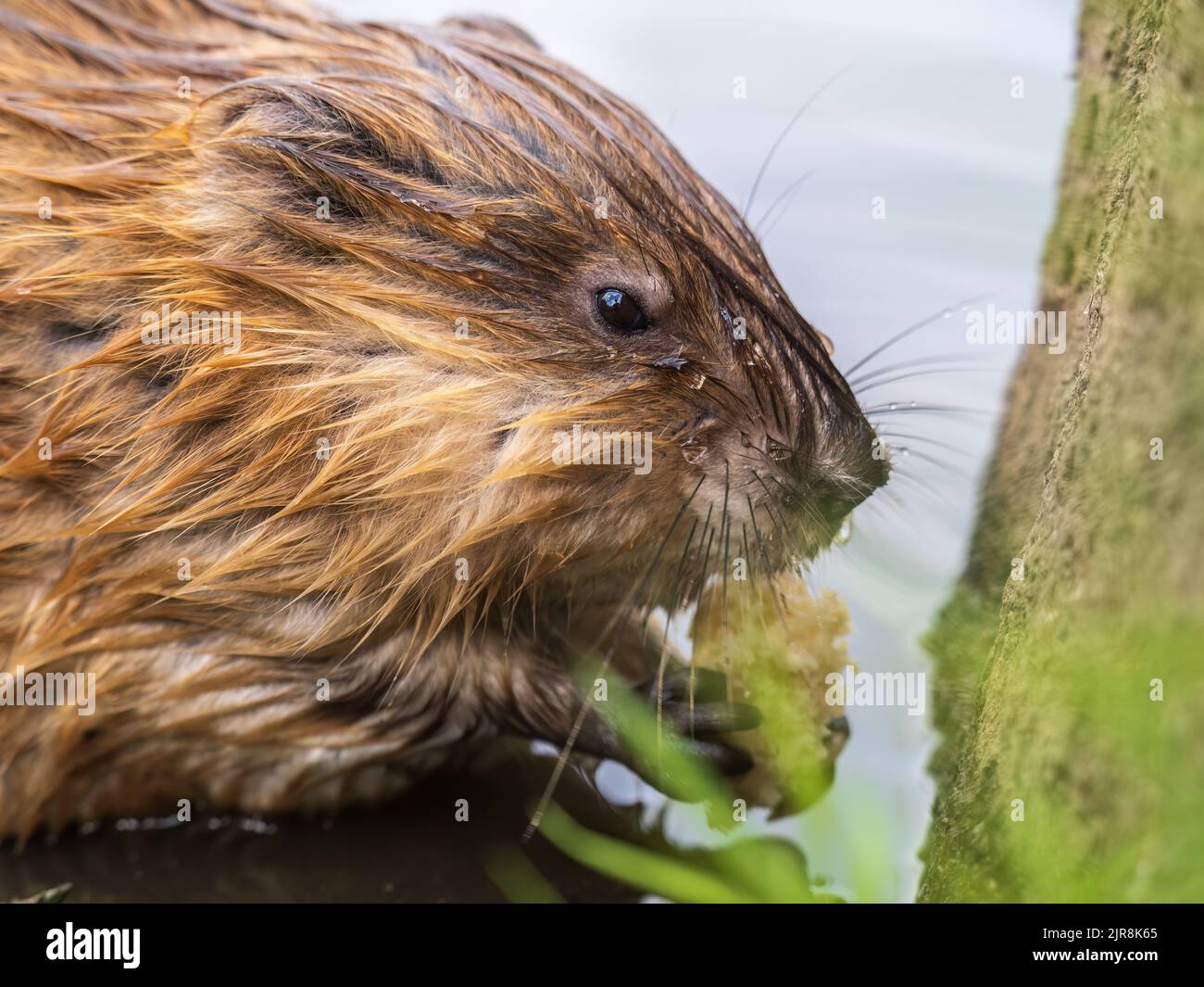 Wild animal Muskrat, Ondatra zibethicuseats, eats on the river bank ...