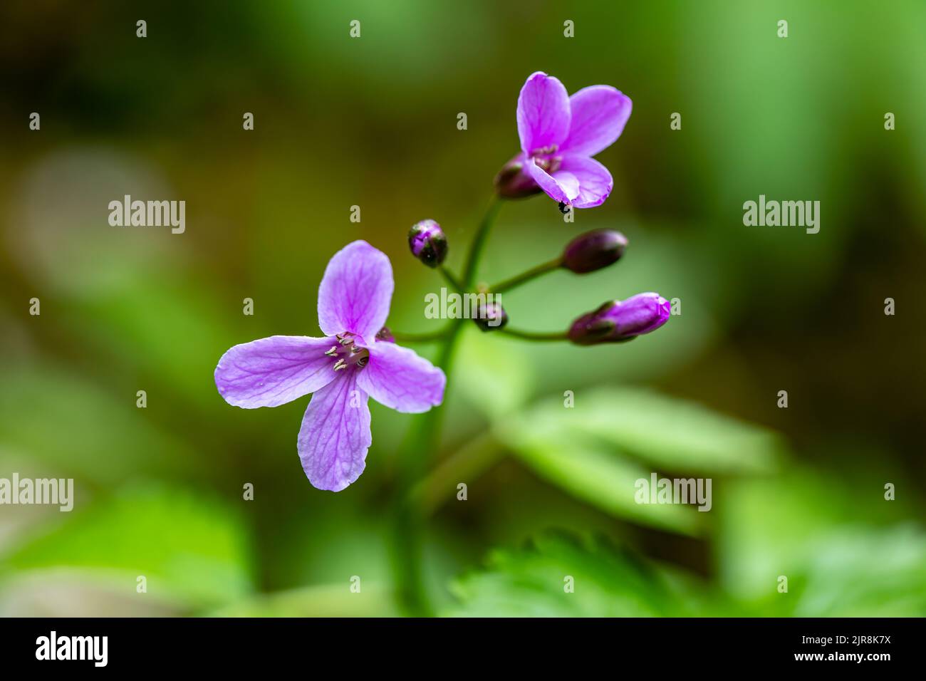 Cardamine pentaphyllos flower growing in meadow, close up Stock Photo ...