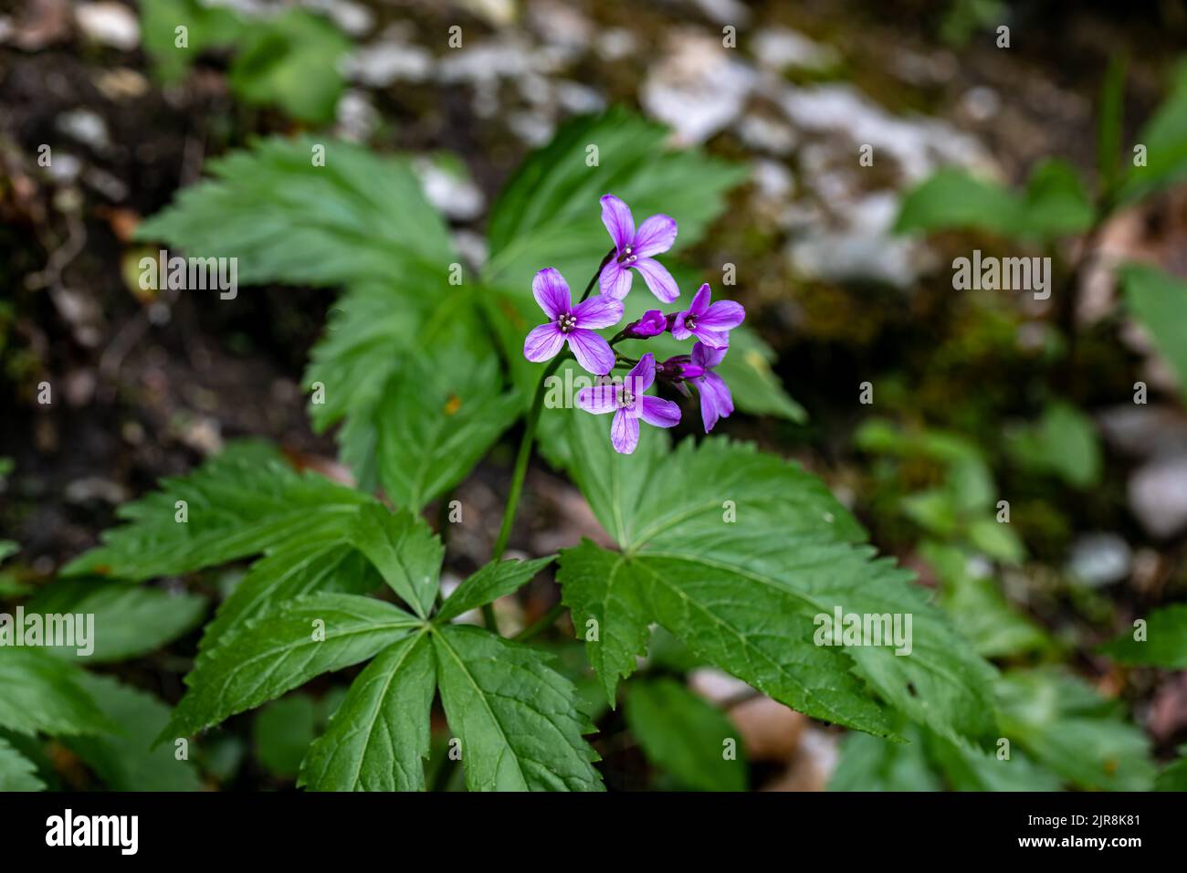 Five leaflet bitter cress cardamine pentaphyllos hi-res stock ...