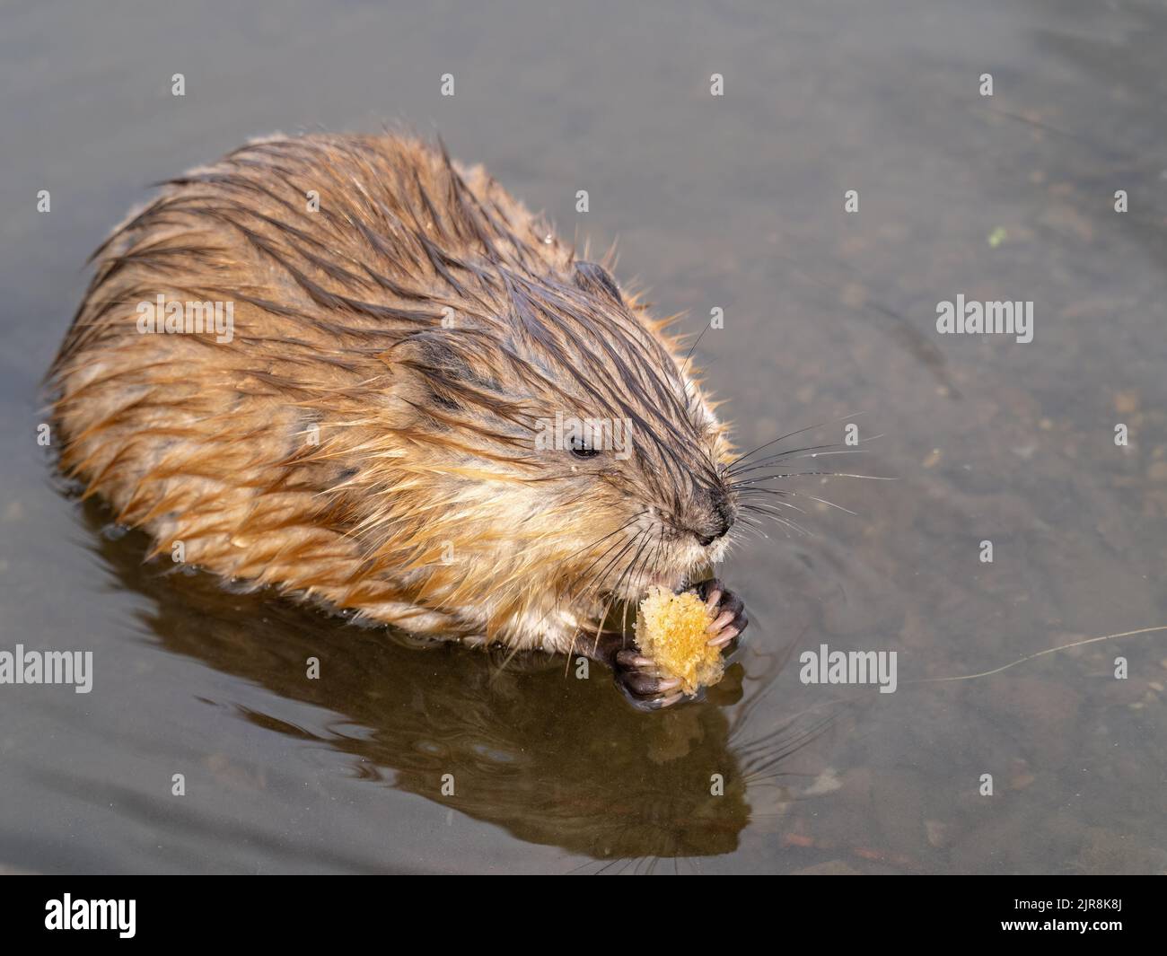 Wild animal Muskrat, Ondatra zibethicuseats, eats on the river bank. Muskrat, Ondatra zibethicus ...