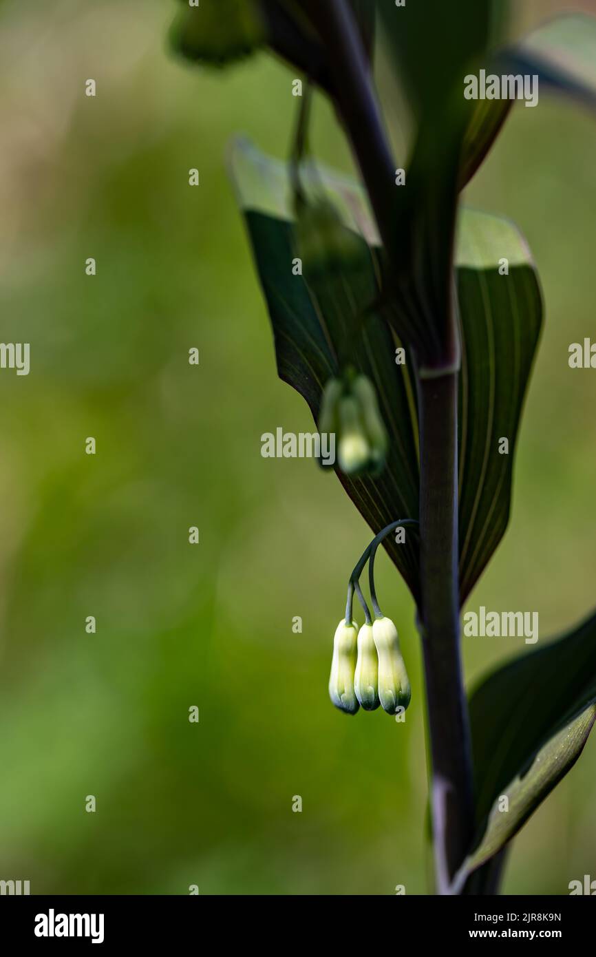 Polygonatum multiflorum flower in meadow, close up Stock Photo - Alamy