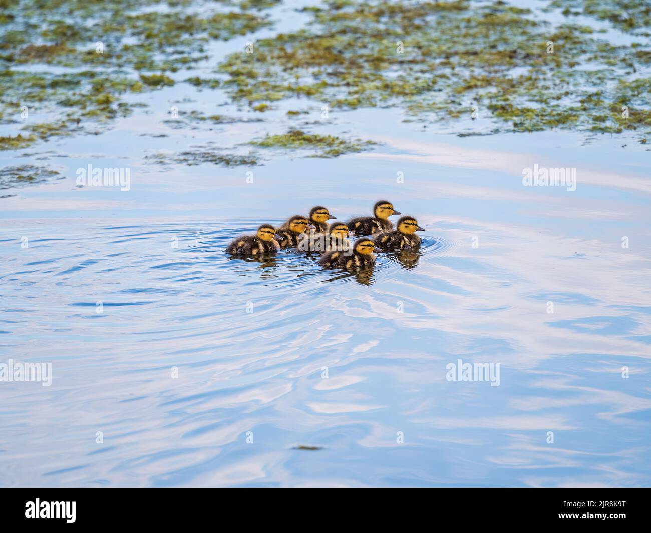 Cute little duckling swimming alone in a lake or river with calm water ...