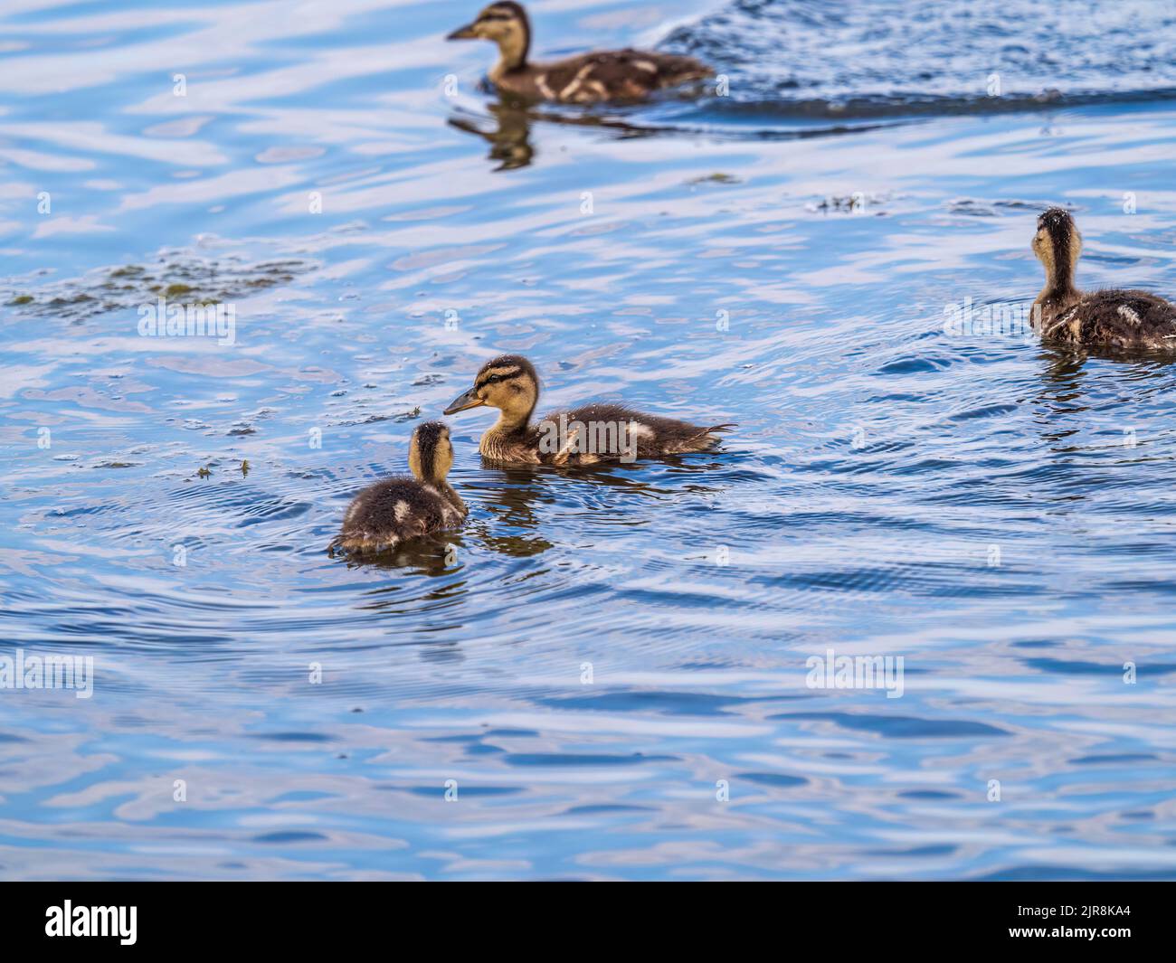 Cute little duckling swimming alone in a lake or river with calm water ...
