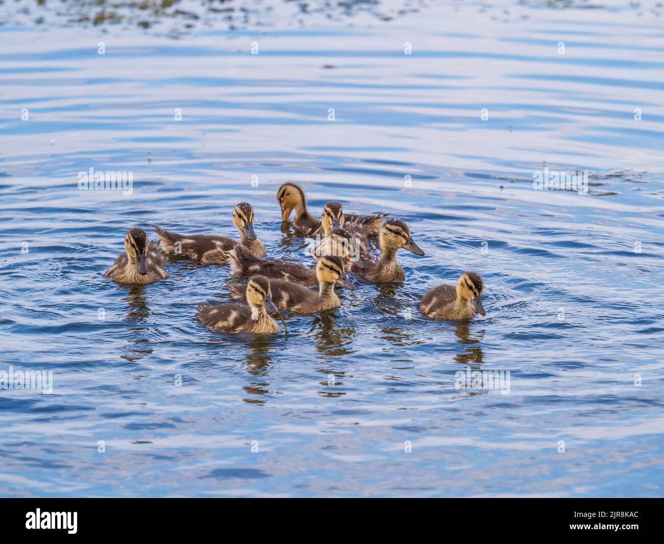 Cute little duckling swimming alone in a lake or river with calm water. Agriculture, Farming ...